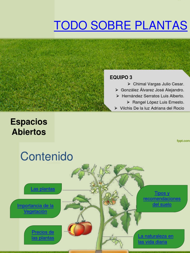 Todo Sobre Las Plantas | PDF | Hoja | Flores