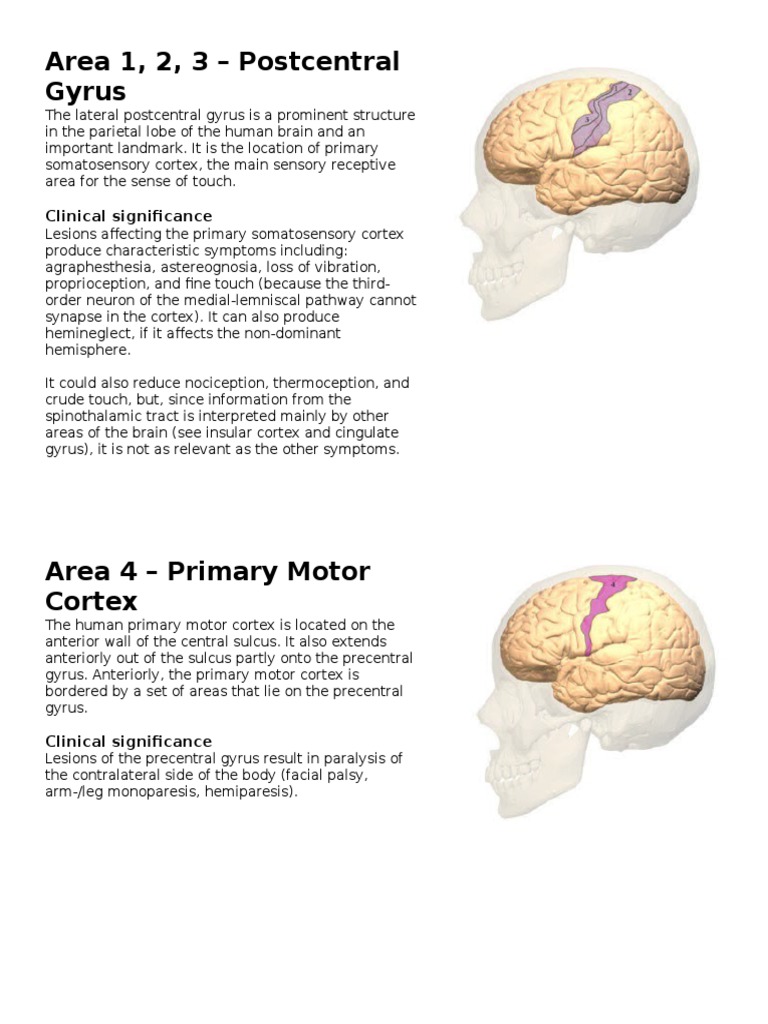 Brodmann Areas and Cortical Functions | PDF | Visual Cortex | Parietal Lobe
