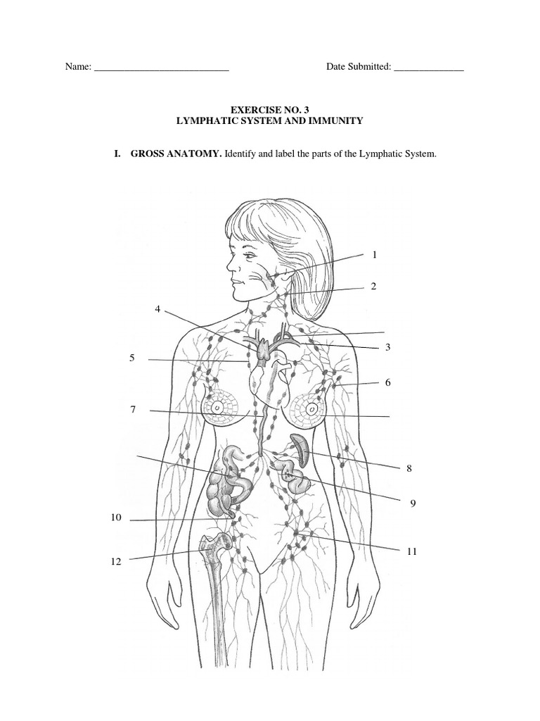 Exercise No. 3 Lymphatic System and Immunity: Name: - Date Submitted | PDF