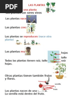 Las Plantas Vocabulary | PDF