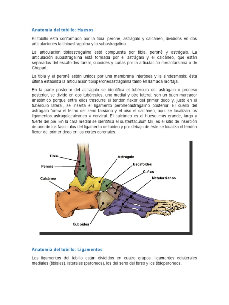 Anatomía Y Fisiologia Del Tobillo | Tobillo | Pie