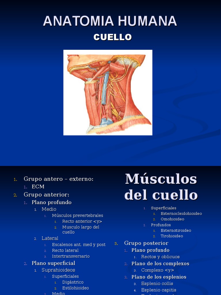 Anatomia de Cuello | PDF | Anatomia animal | Anatomía