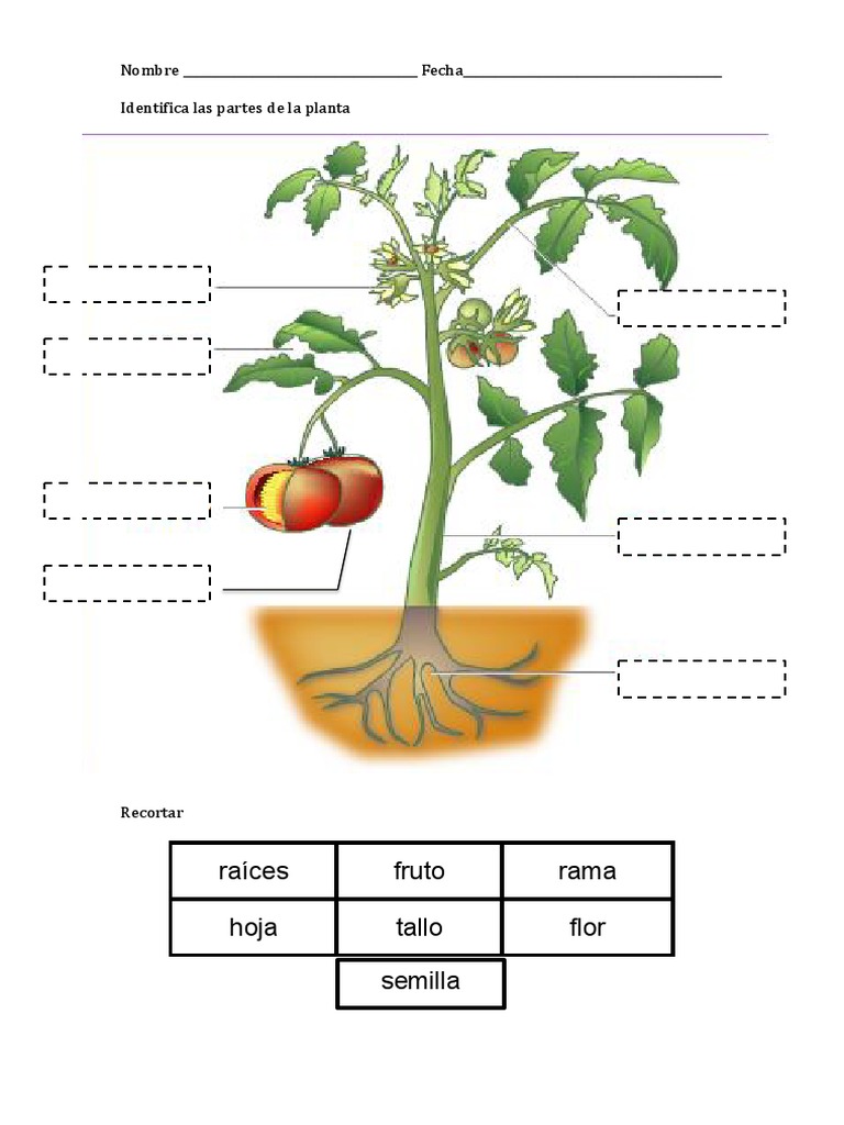 Actividades sobre partes de la planta | PDF | Hogar, jardinería y bricolaje