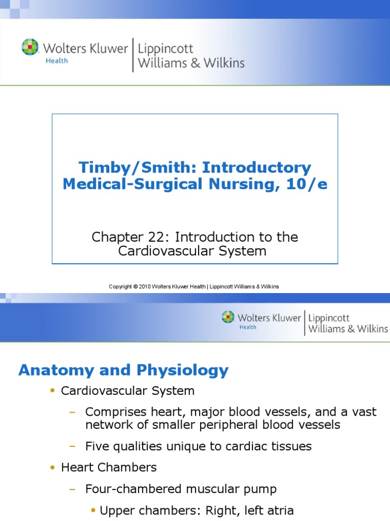 Introduction To The Cardiovascular System | PDF | Vein | Heart