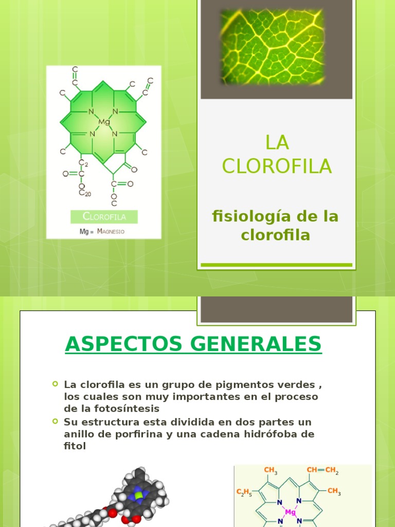 La Clorofila | PDF