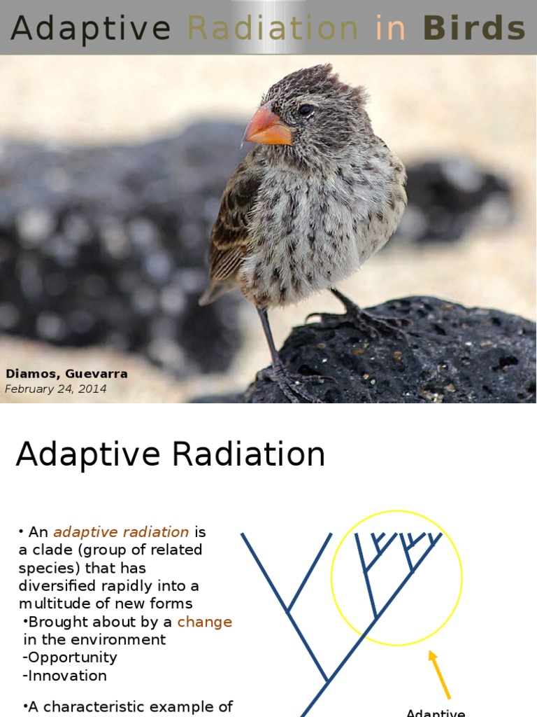 Adaptive Radiation in Birds | Biology Theories | Biological Concepts