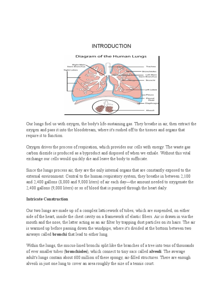 Case Study On Lung Cancer | PDF | Lung | Lung Cancer