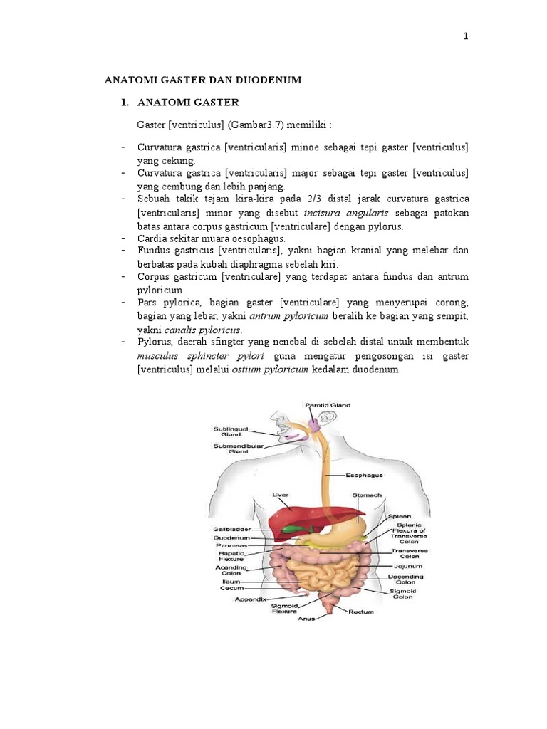 Anatomi Gaster dan Duodenum | PDF
