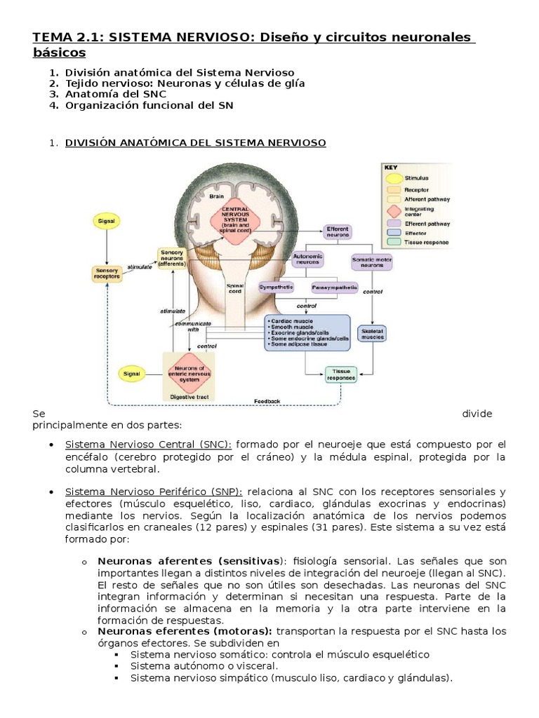 Tema 2.1Sistema Nervioso.diseño y Circuitos Neuronales Básicos.pdf ...