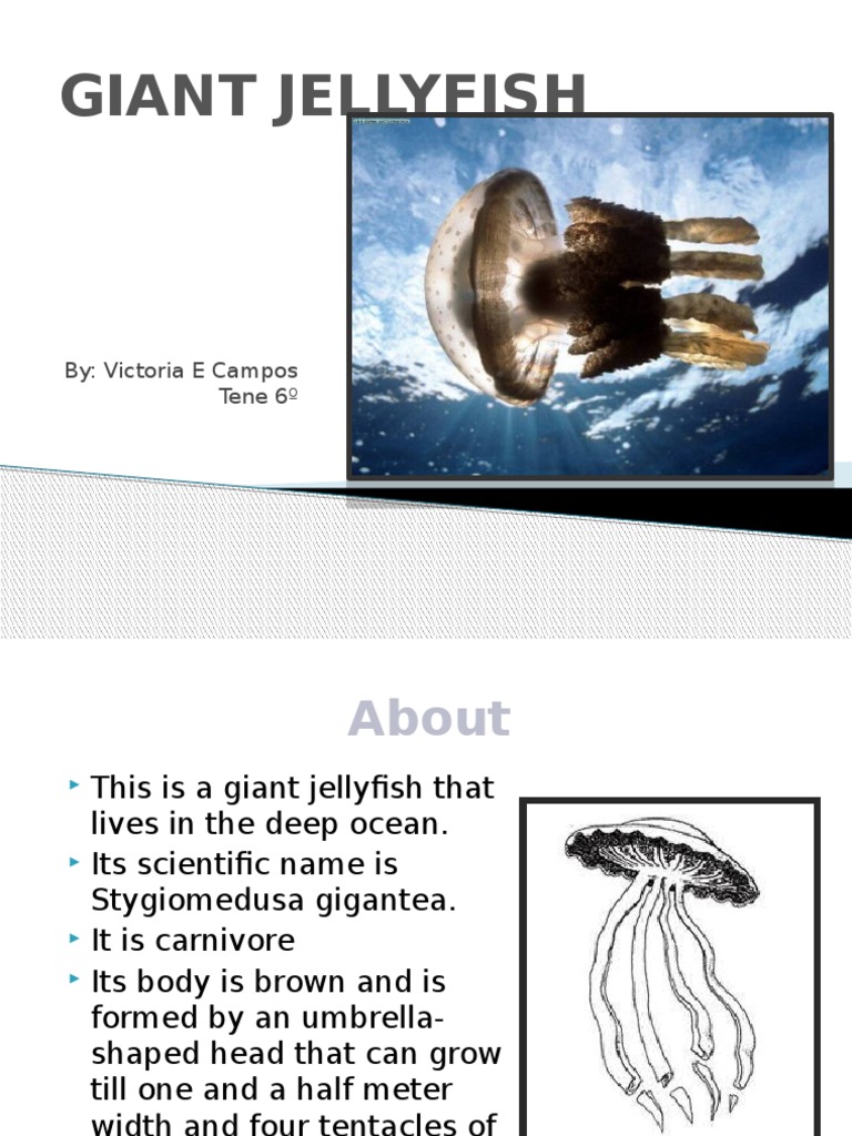 Stygiomedusa Gigantea Overview | PDF | Social Science | Science ...