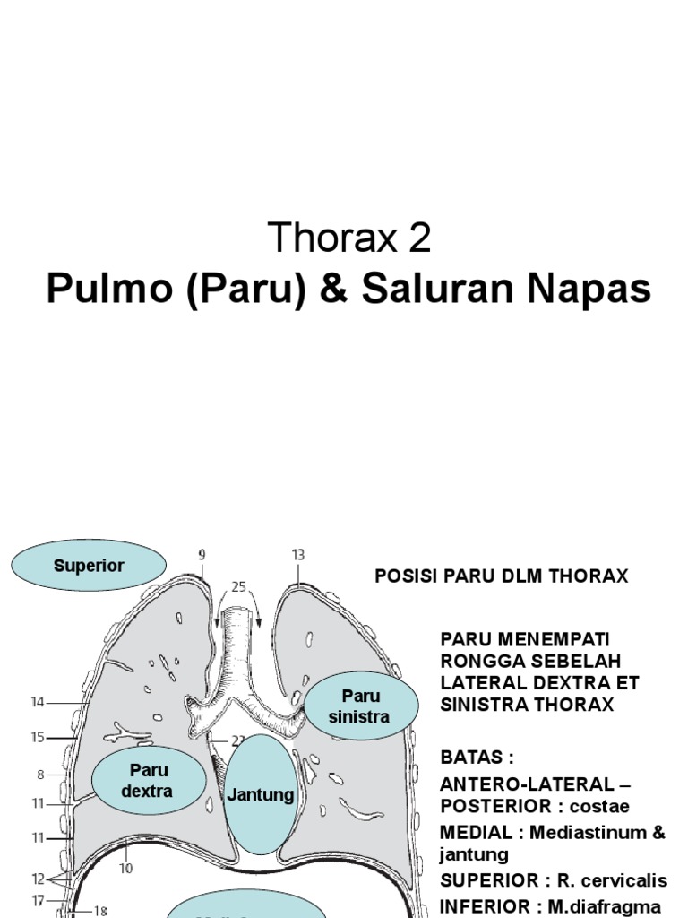 Thorax 2 | PDF | Viajes y turismo | Arte
