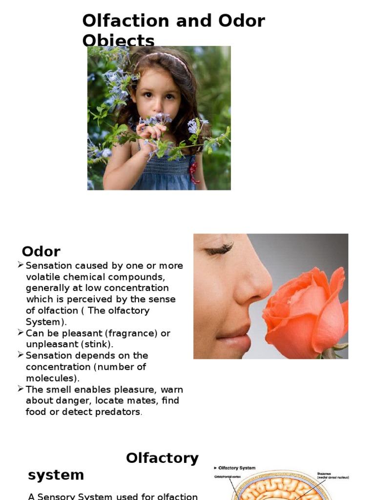Olfaction and Odor Objects | PDF | Olfactory System | Olfaction