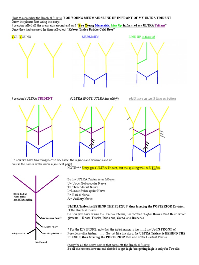How to Remember the Brachial Plexus | Musculoskeletal System | Limbs ...