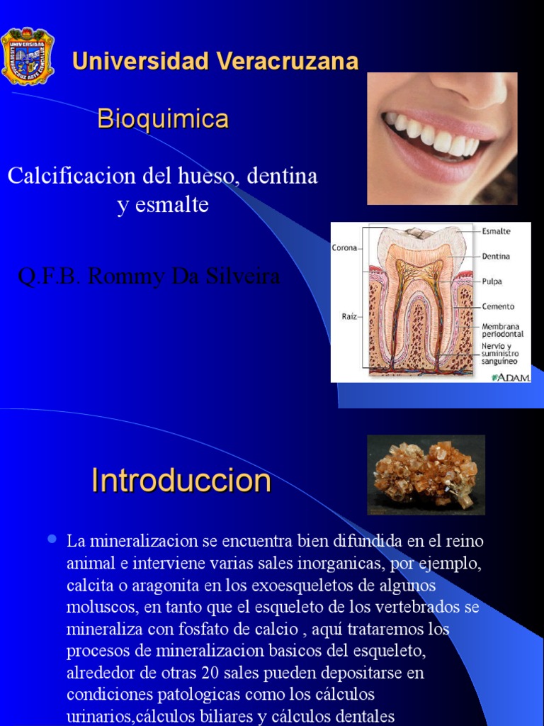 Calcificacion | Hueso | Calcio