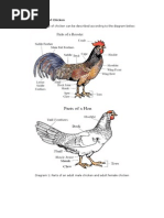 Egg Shell Quality Poster - V1-1 | PDF | Egg | Wellness