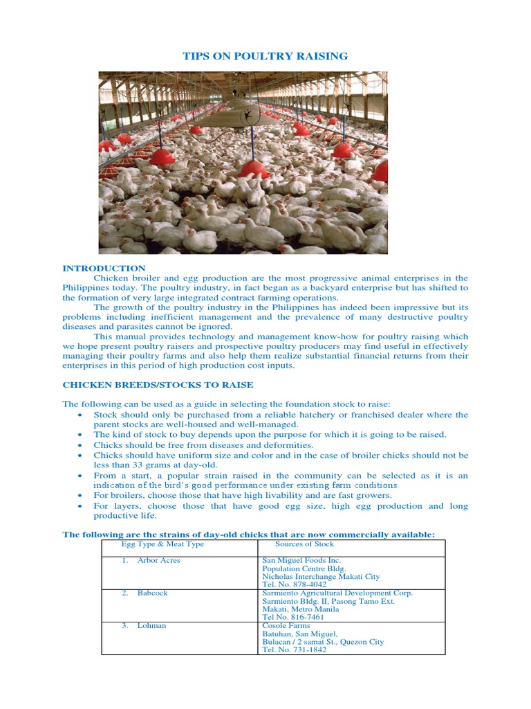 Tips on Poultry Raising | Chicken | Transmission (Medicine)