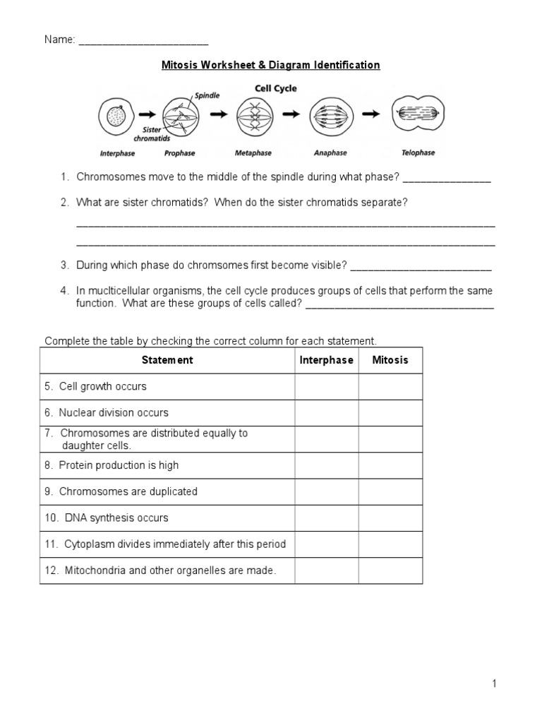 Cell Cycle Mitosis Worksheet