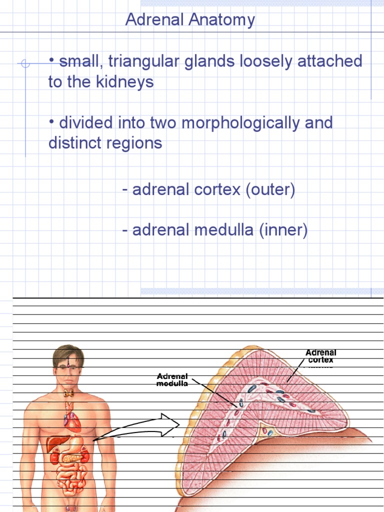 Adrenal Anatomy 101 | PDF | Adrenal Gland | Epinephrine
