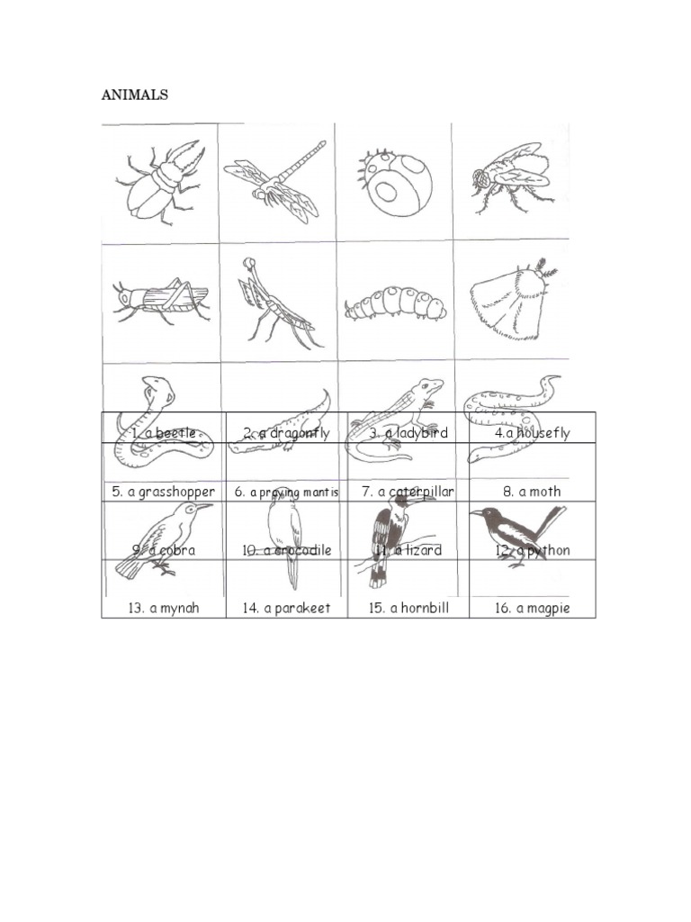 Animals: A Praying Mantis | PDF | Science & Mathematics | Young Adult