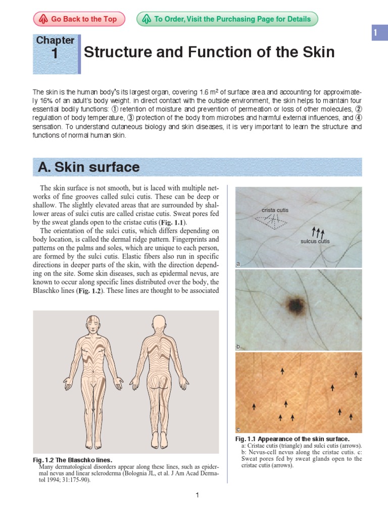 The Structure and Functions of Human Skin: Maintaining Essential Bodily ...