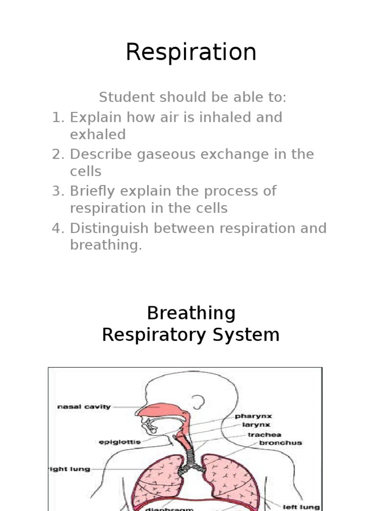 Respiration | PDF