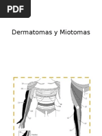 Metámeras | PDF | Rodilla | Sistema musculoesquelético