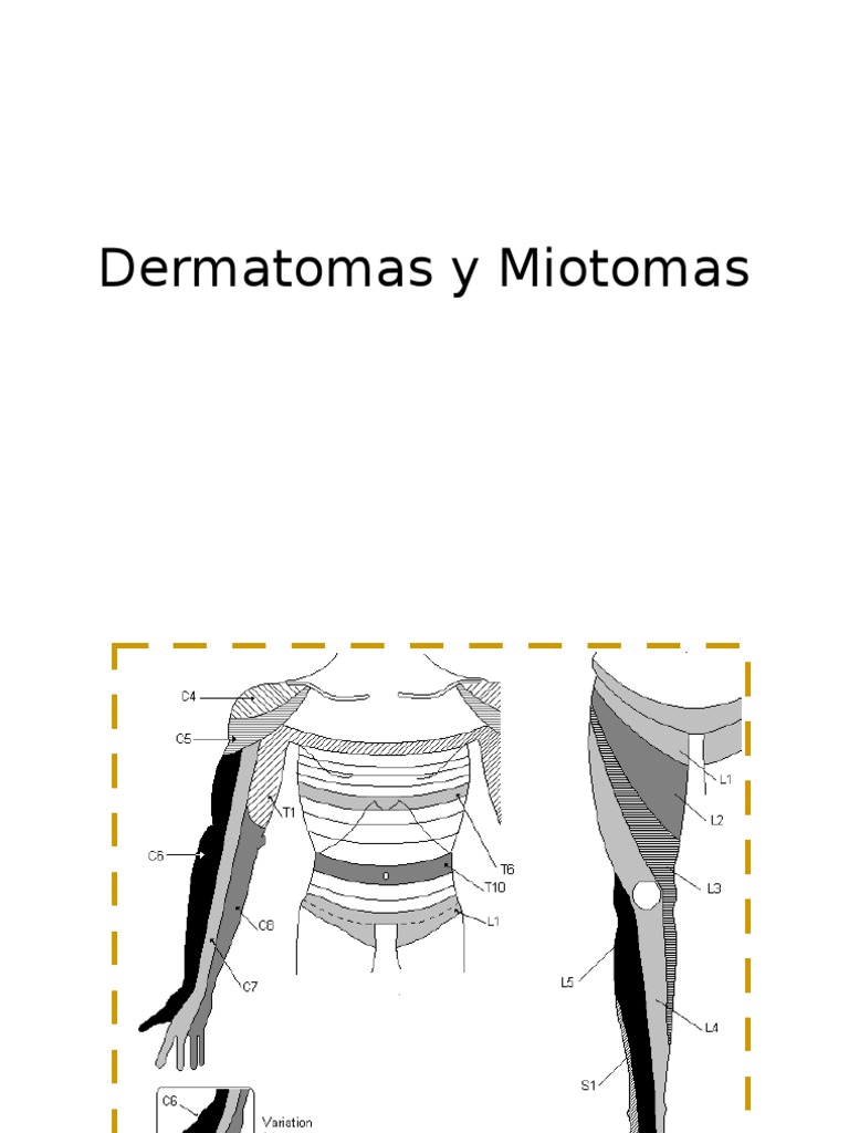 Dermatomas y Miotomas