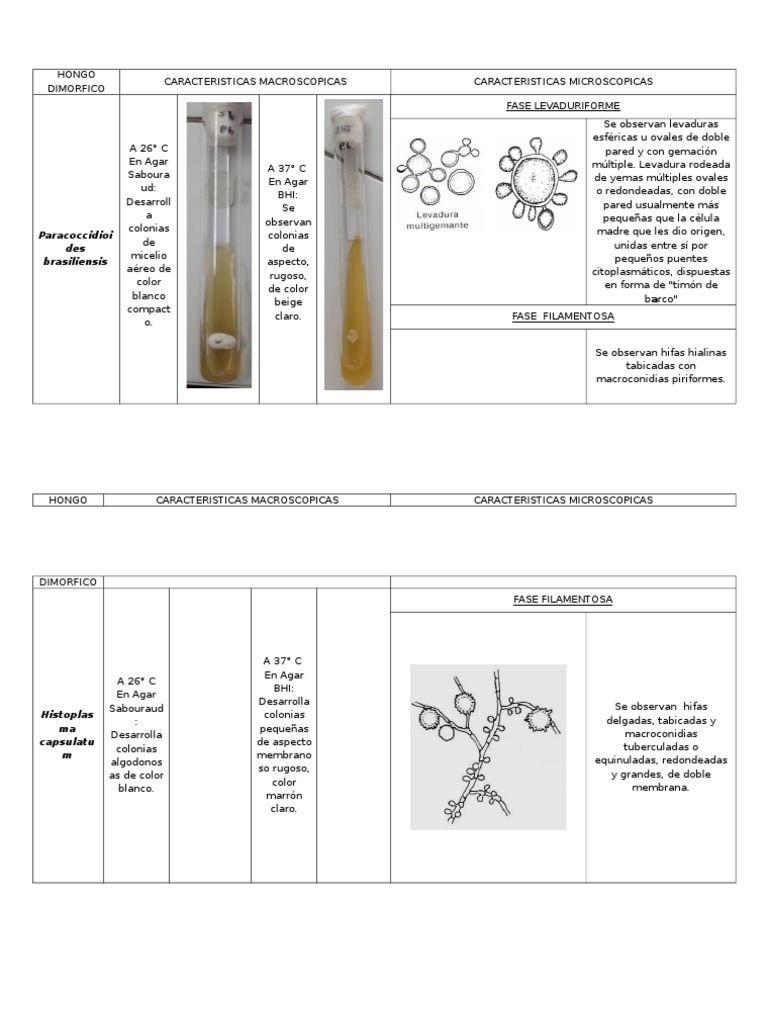 Hongo Dimorfico | PDF | Hongo | Eucariotas