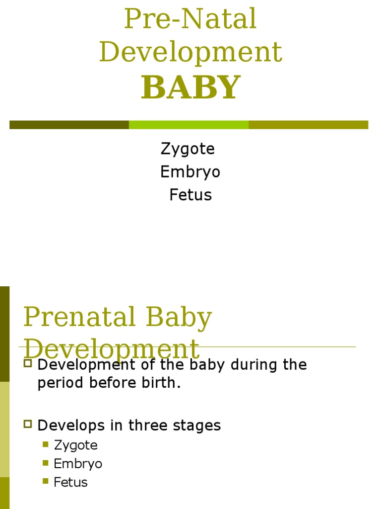 Fetal Development | PDF | Prenatal Development | Uterus
