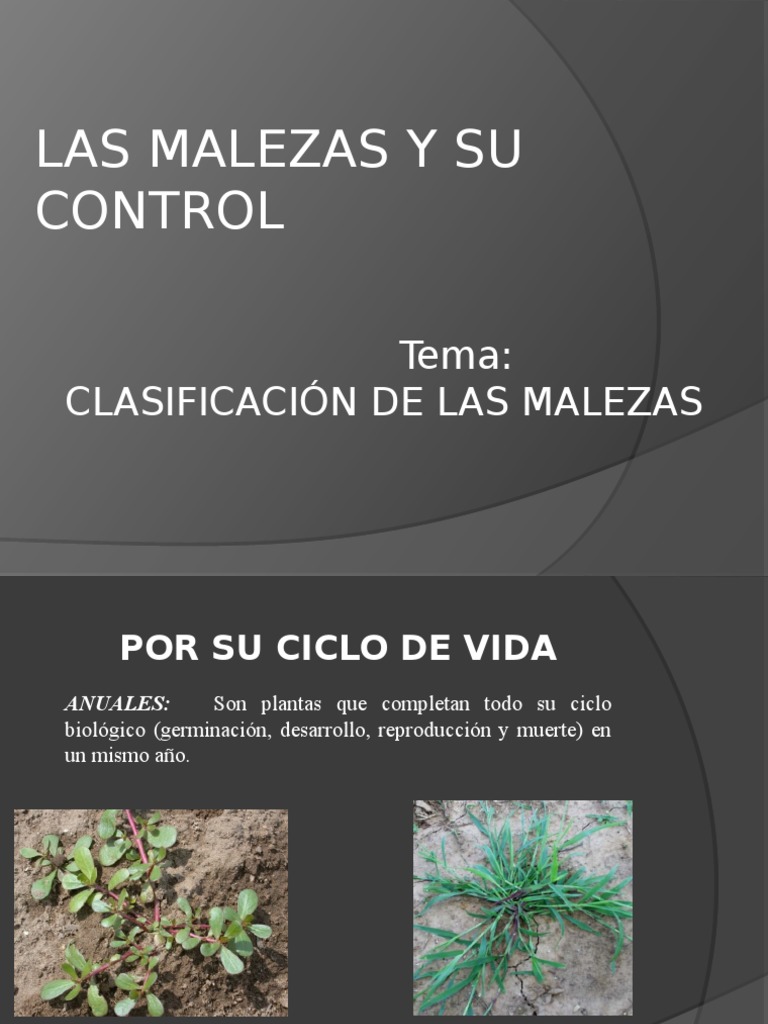 Clasificación de Malezas