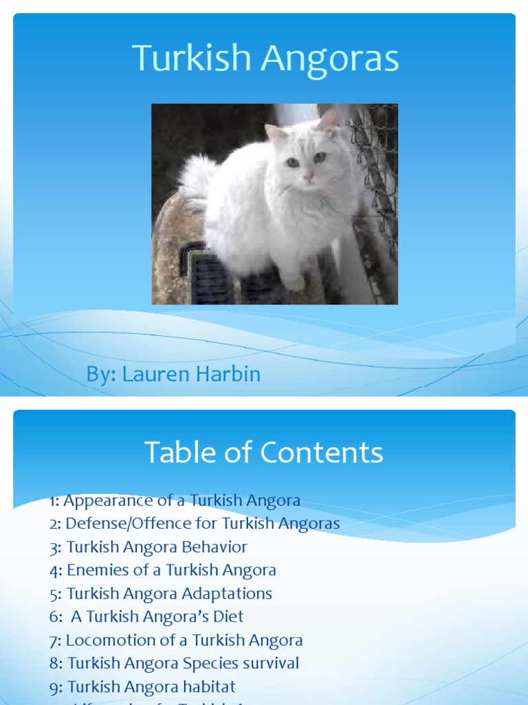 Lauren Cats | PDF | Cats | Animals And Humans