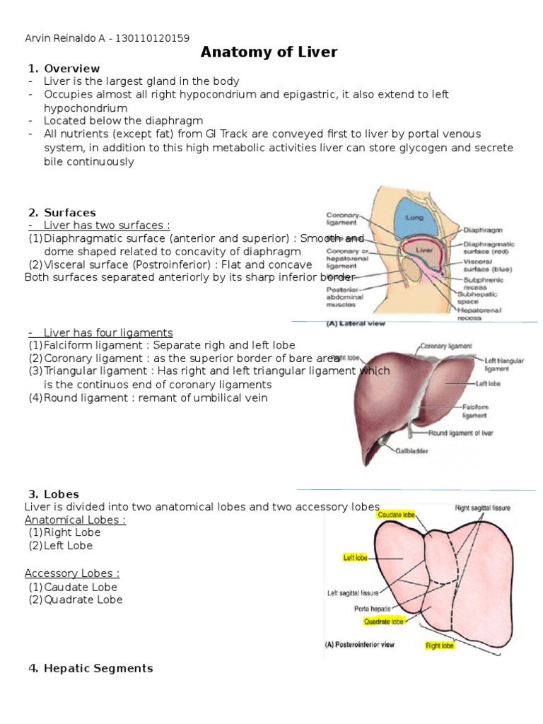 Anatomy of Liver | PDF | Liver | Vein