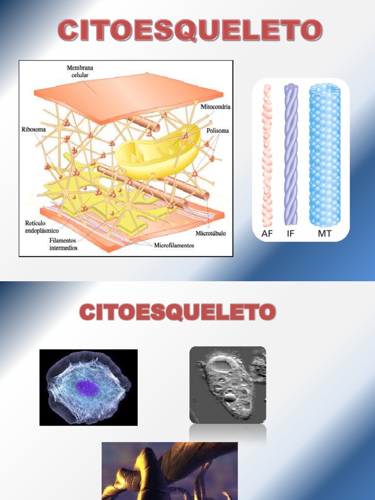 CITOESQUELETO | Citoesqueleto | Microtúbulos