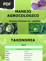 Manual para El Establecimiento de Una Huerta de Aguacate | PDF | Aguacate | Fertilizante