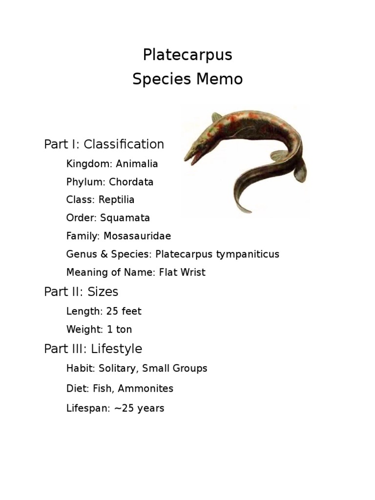 Platecarpus Species Overview and Facts | PDF