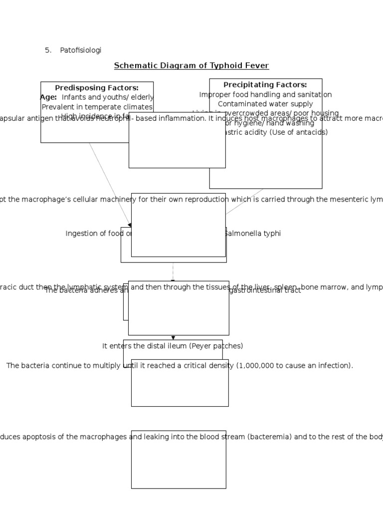 Typhoid Fever Pathophysiology Diagram | PDF