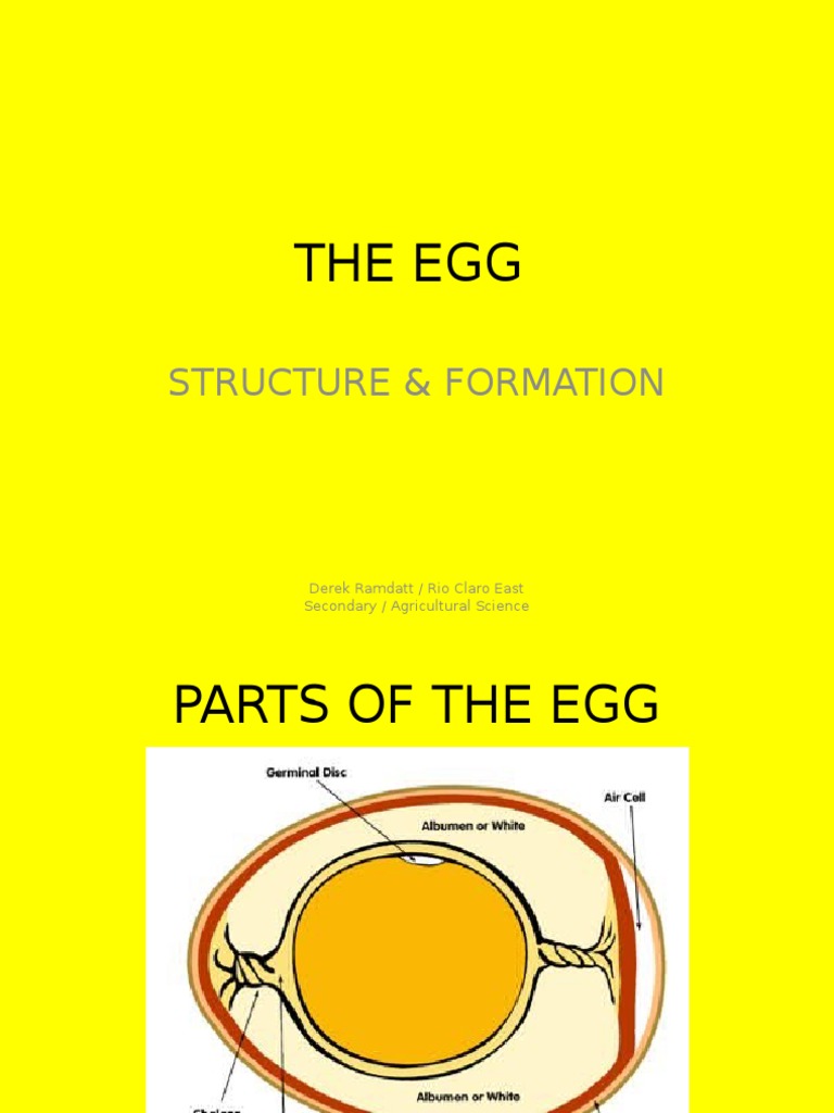 The Egg | PDF