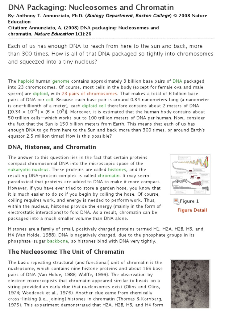 Dna Packaging Nucleosomes And Chromatin Annunziato 2014 Pdf