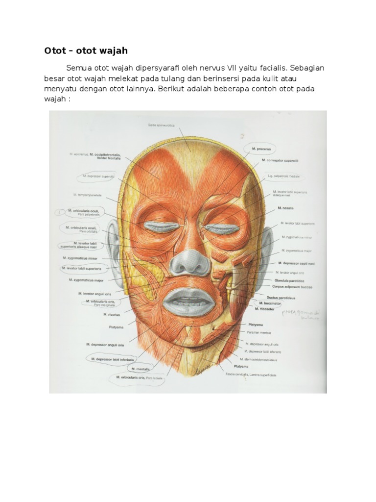 Origo Insersio Musculus Pada Facei | PDF