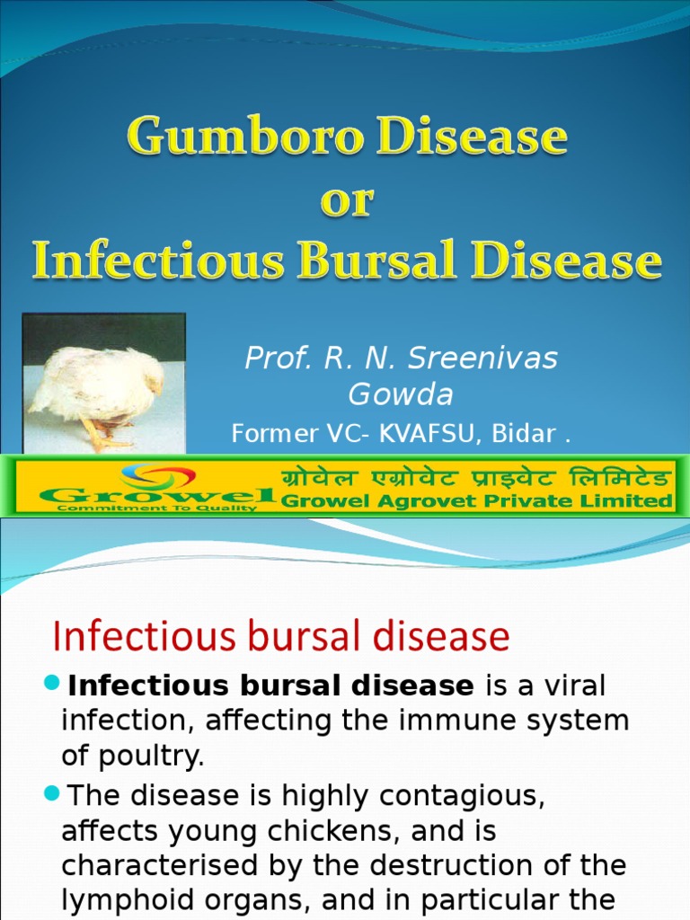 Infectioue Bursal Disease in Poultry | Infection | Public Health | Free ...