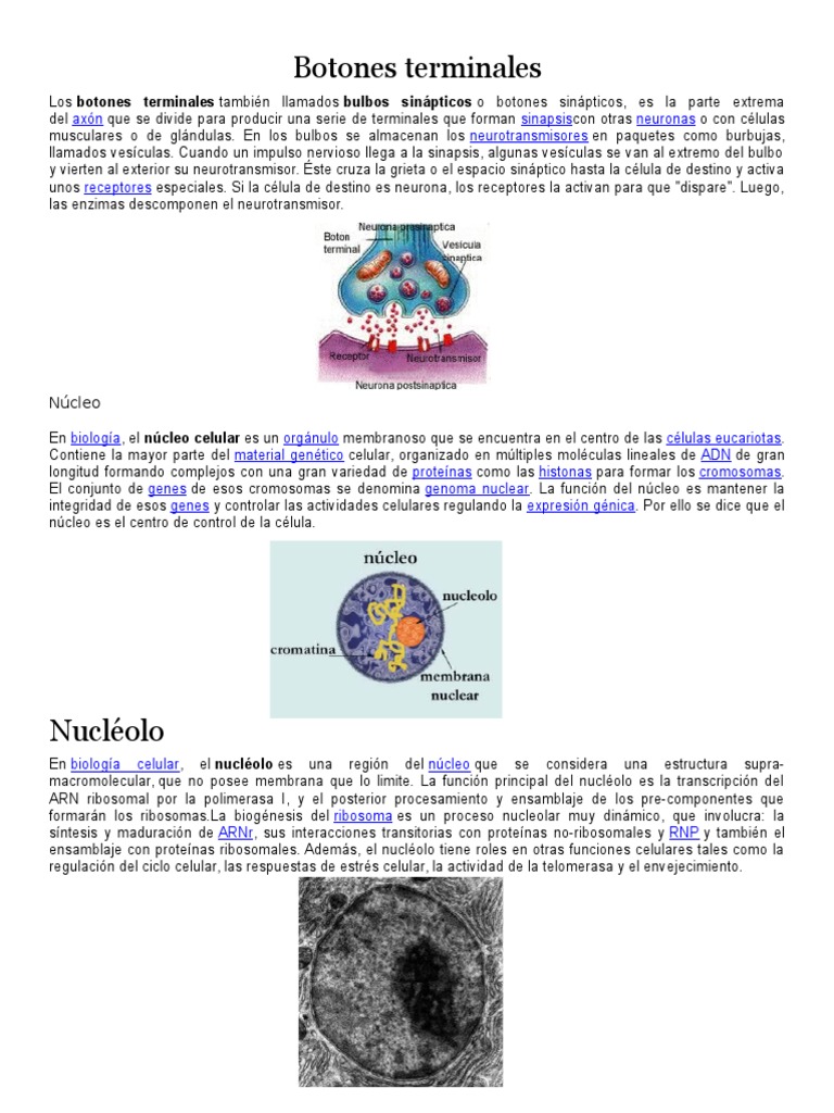Botones Terminales | PDF | Sinapsis | Axon