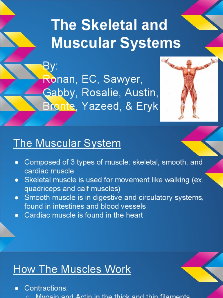 Muscular and Skeletal System Overview | PDF | Sports & Recreation