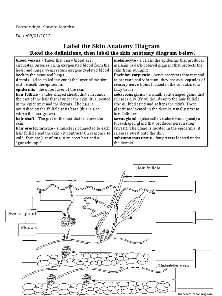 Read The Definitions, Then Label The Skin Anatomy Diagram Below | PDF