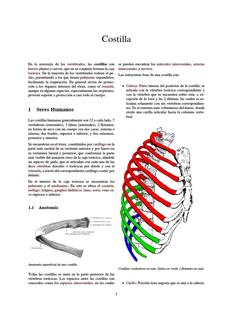 Anatomía de las Costillas Humanas | PDF | Tórax | Anatomía de los primates