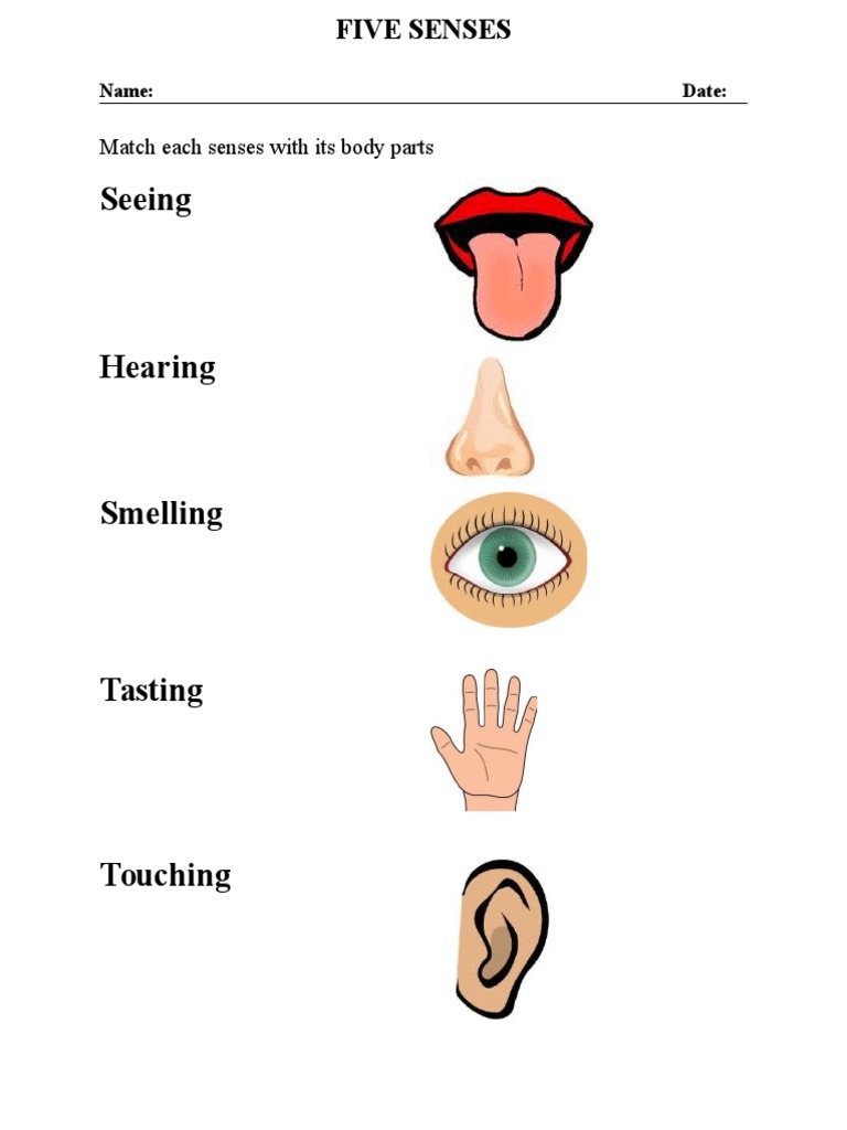Match Body Parts to Five Senses | PDF