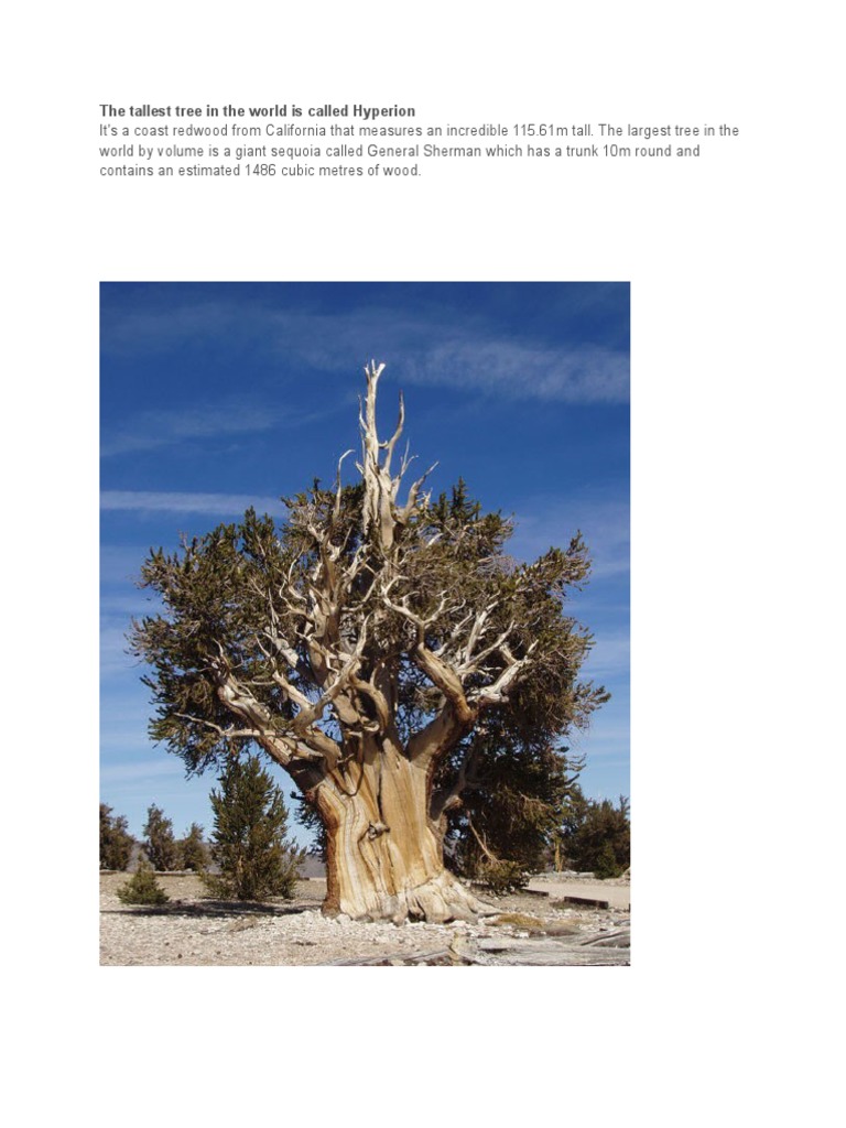 Facts About Redwood Forests and Deforestation | PDF