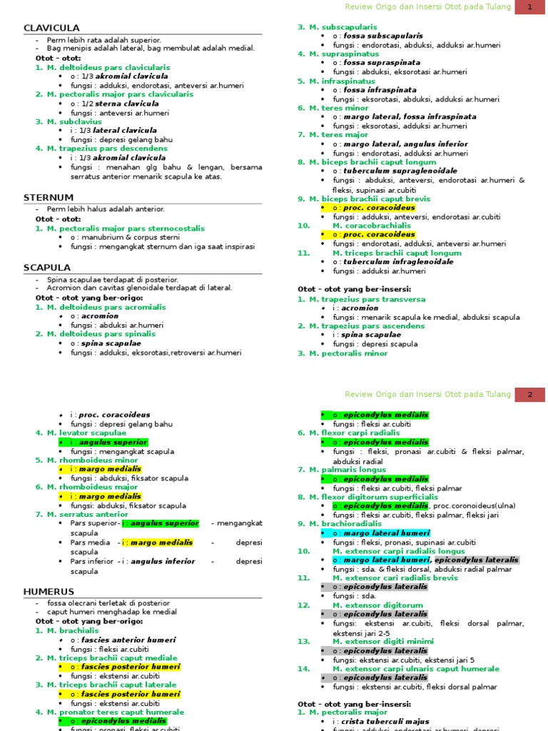 Anatomi Origo Dan Insersi | PDF