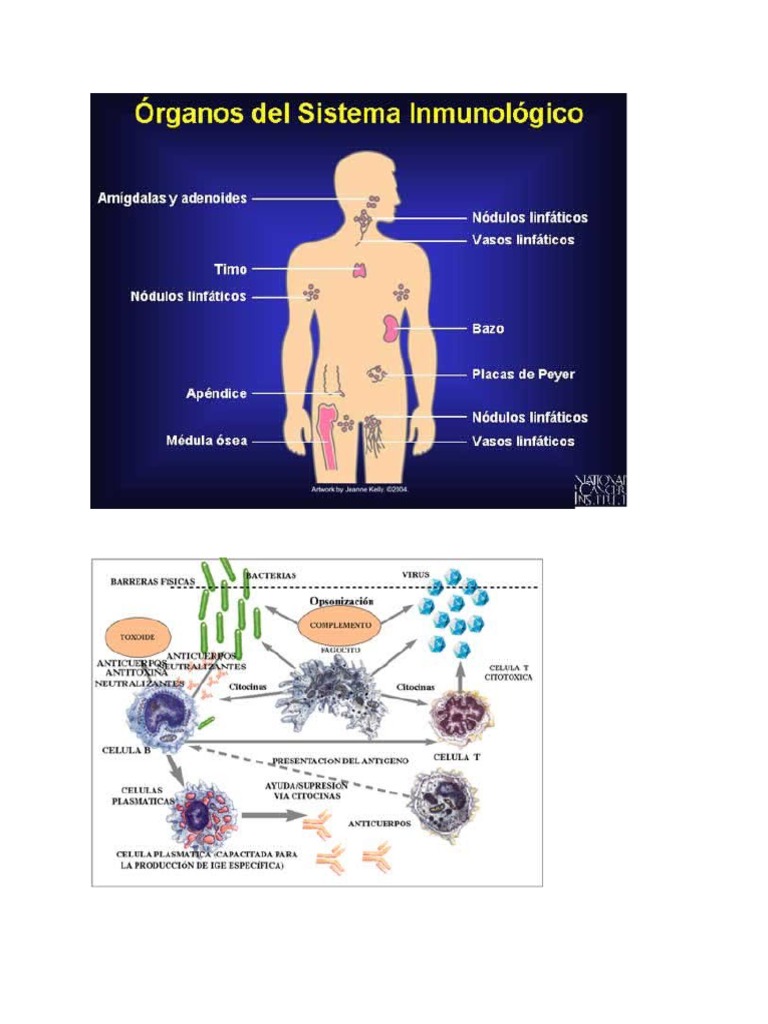 Introducción al Sistema Inmunitario | PDF | Sistema inmune | Inmunología