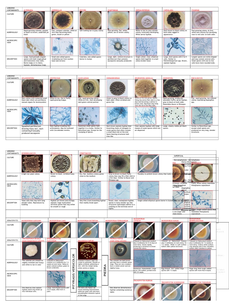 MYCO-VIRO LEC Practical Exam Reviewer | PDF | Mycology | Organisms