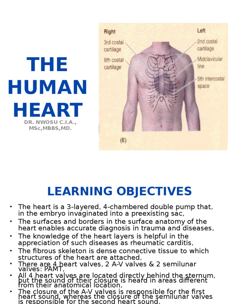 The Human Heart | PDF | Atrium (Heart) | Heart